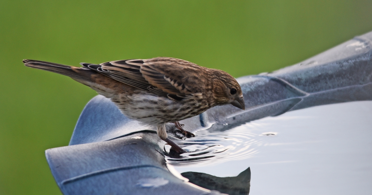 How do birds keep cool in the summer? | U.S. Fish & Wildlife Service