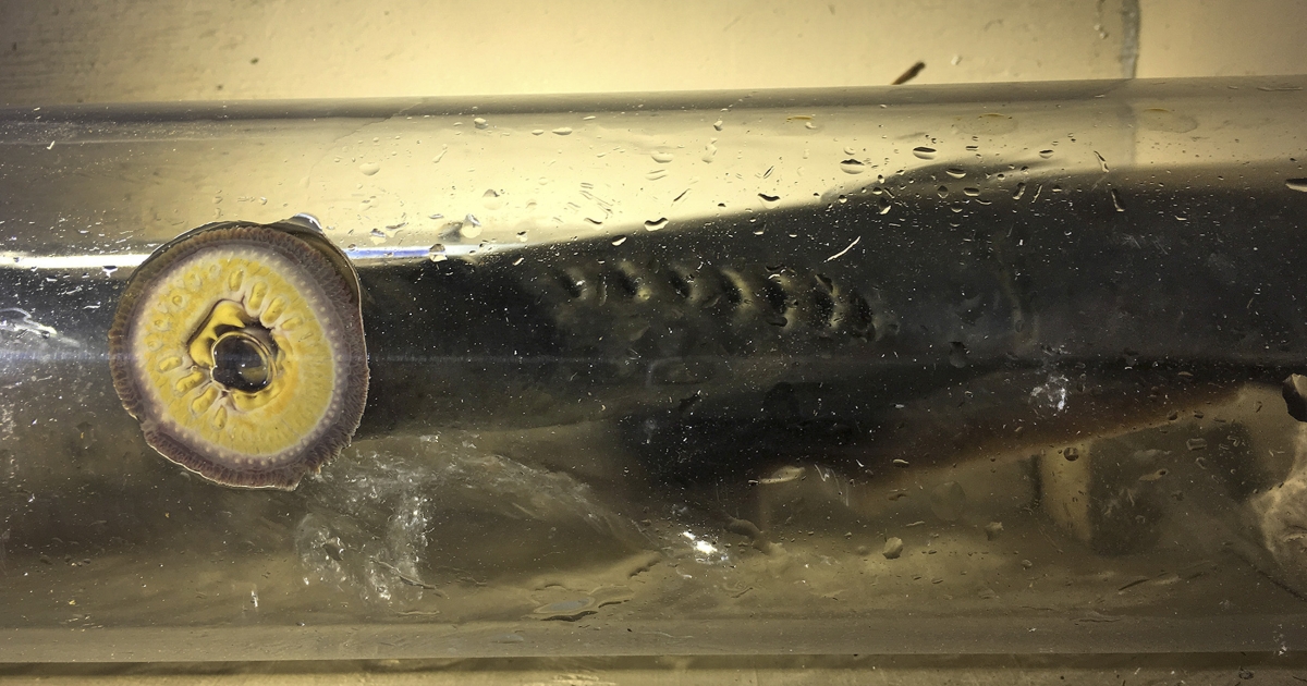 Looks are deceiving for 'scary-looking' lamprey | U.S. Fish & Wildlife ...