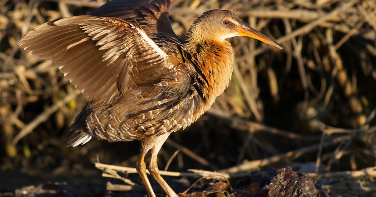 Hawkeyes, tritons, and rails? Unique partnership helps rare birds share ...