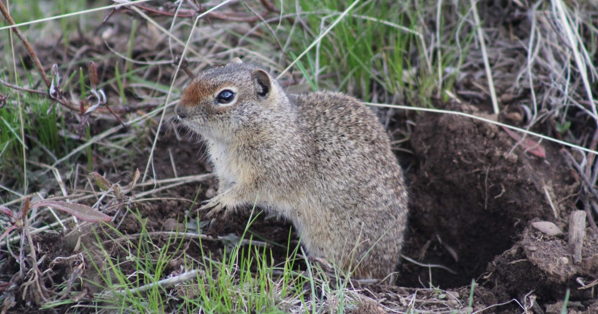 ground squirrel identification