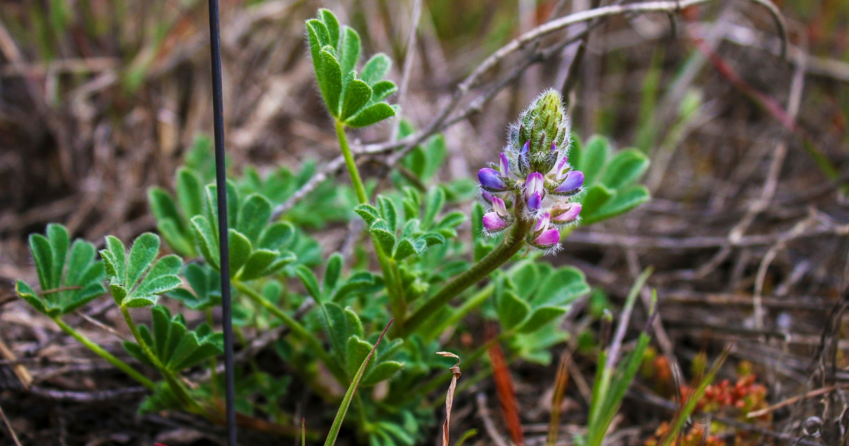 Nipomo Mesa Lupine (Lupinus nipomensis) | U.S. Fish & Wildlife Service