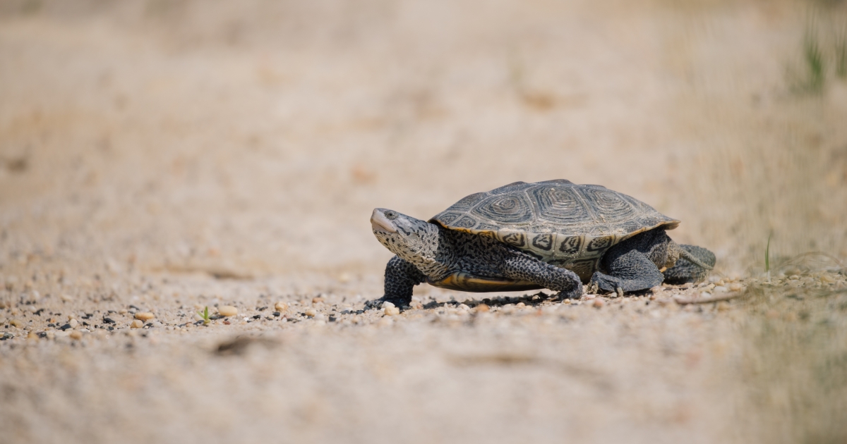 Northern Diamondback Terrapin (Malaclemys terrapin terrapin) | U.S ...