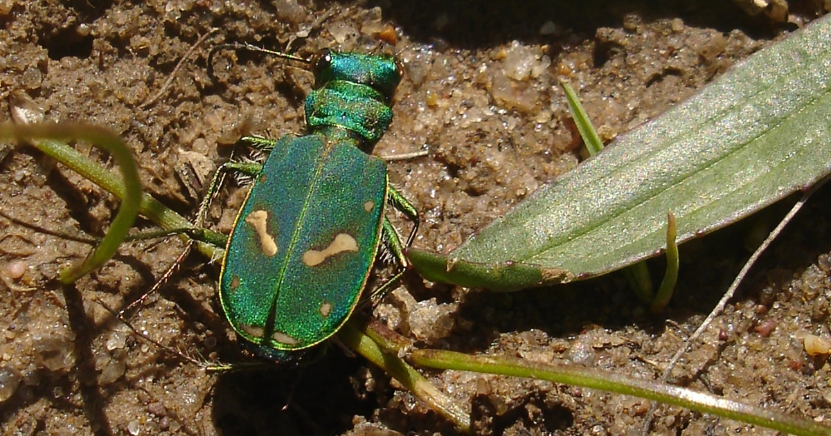 tiger beetle
