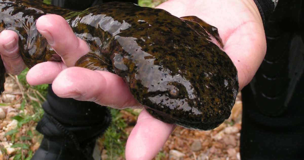 salamender hellbender