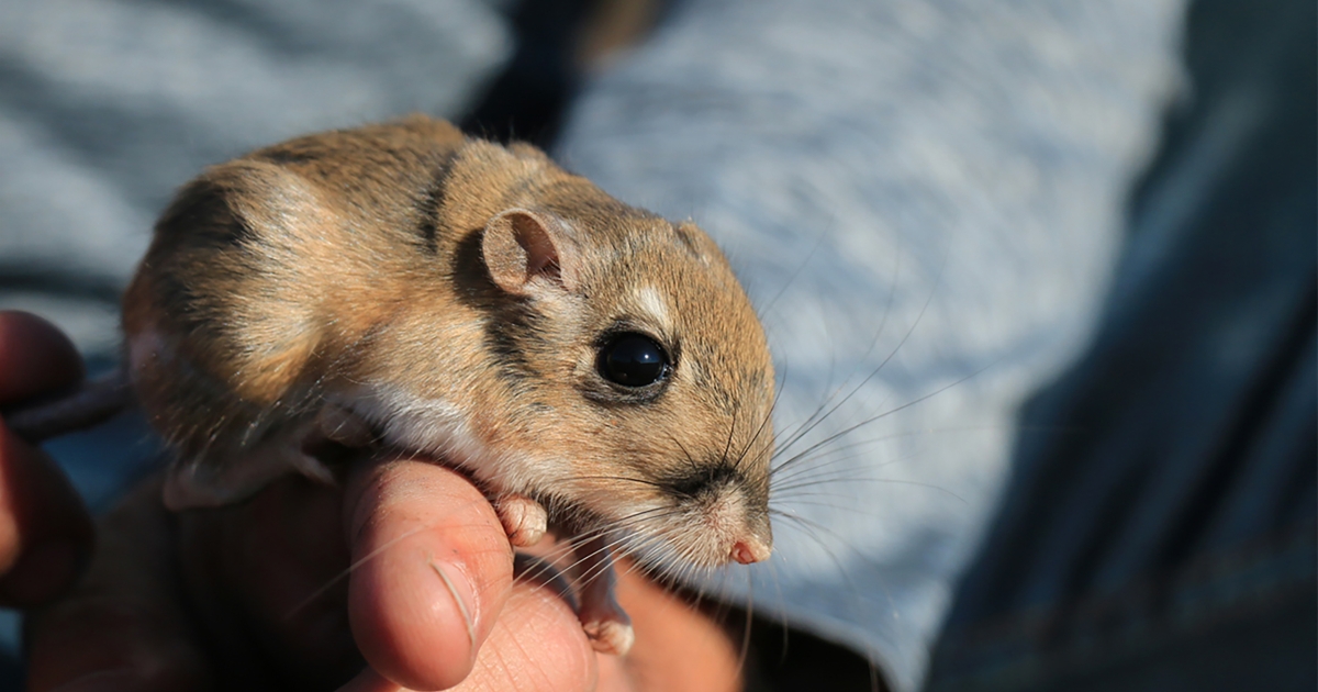 kangaroo rat