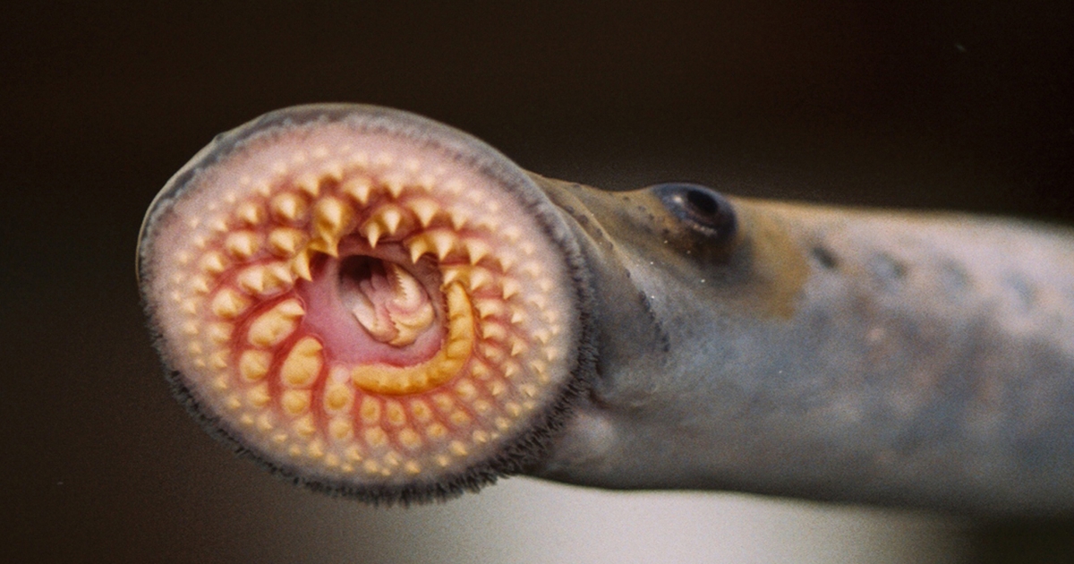 What is an aquatic invasive species? | U.S. Fish & Wildlife Service