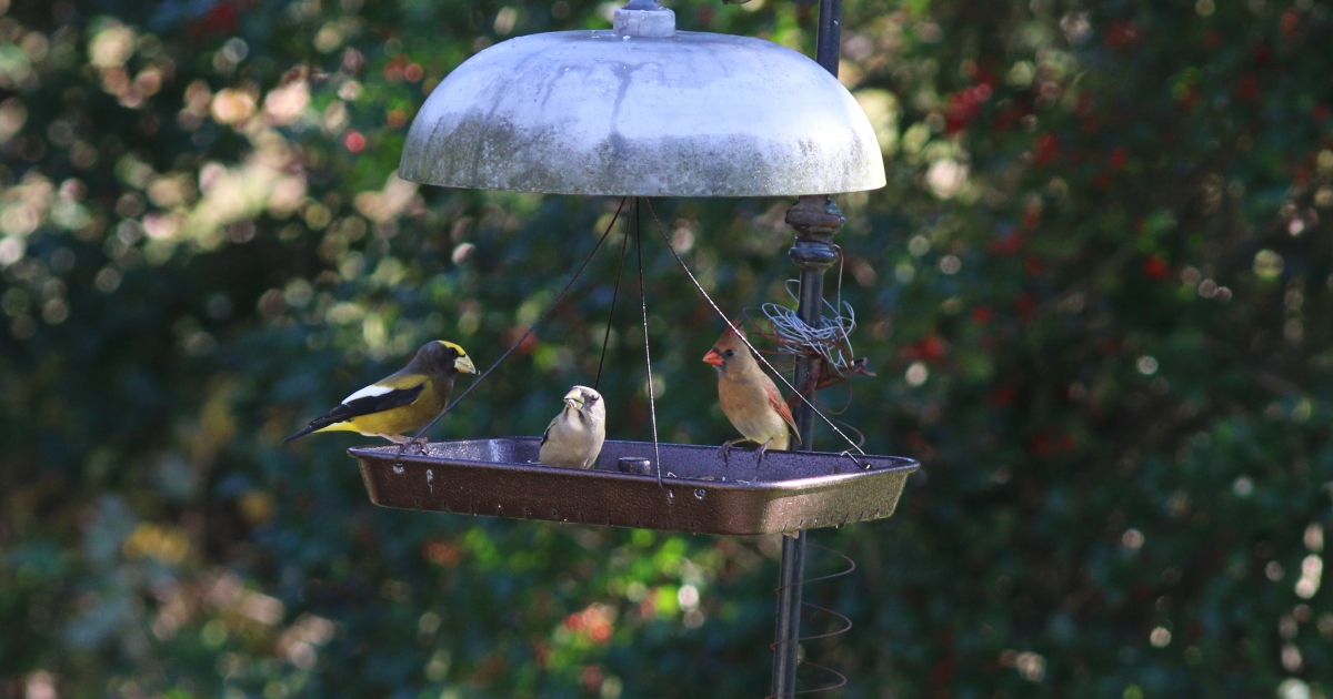 bird feeding