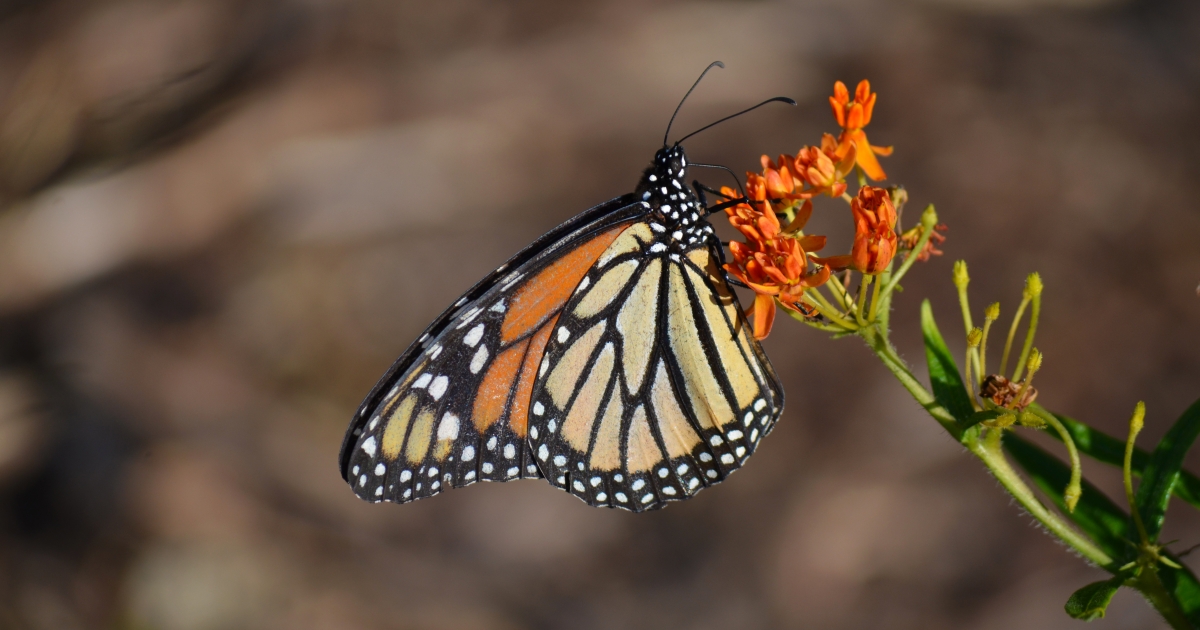 Five Super Stops on the Monarch Migration Trail | U.S. Fish & Wildlife ...