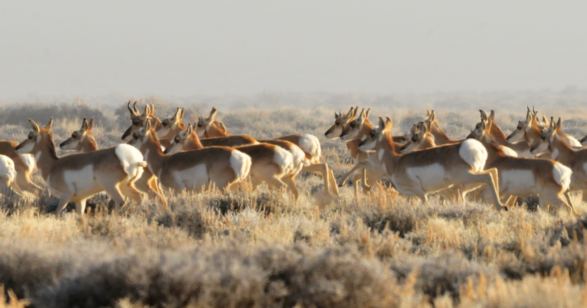 Wildlife Corridors | U.S. Fish & Wildlife Service