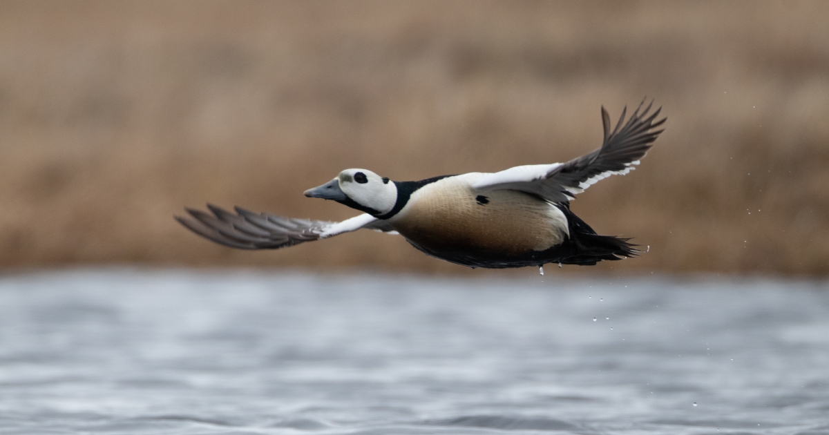 Listing and Classification | U.S. Fish & Wildlife Service