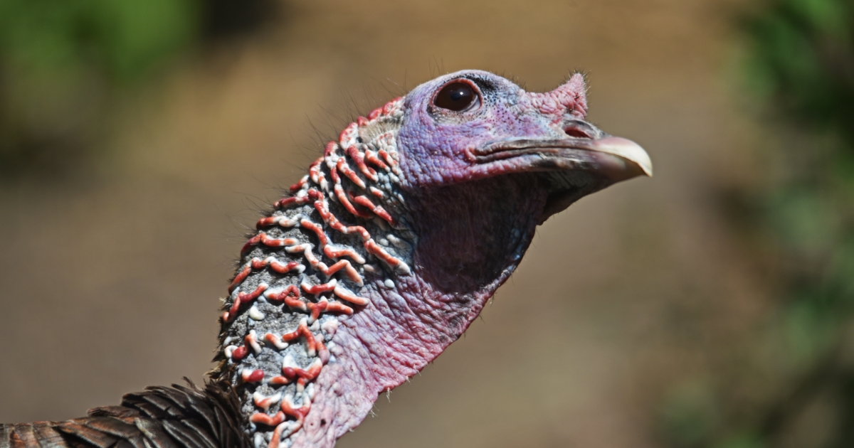 Wild Facts About Wild Turkeys | U.S. Fish & Wildlife Service