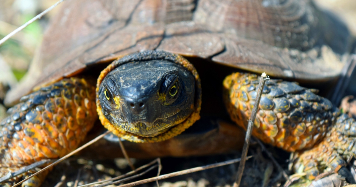 Wood Turtle (Glyptemys insculpta) | U.S. Fish & Wildlife Service