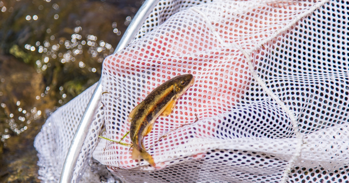 catostomidae scale type