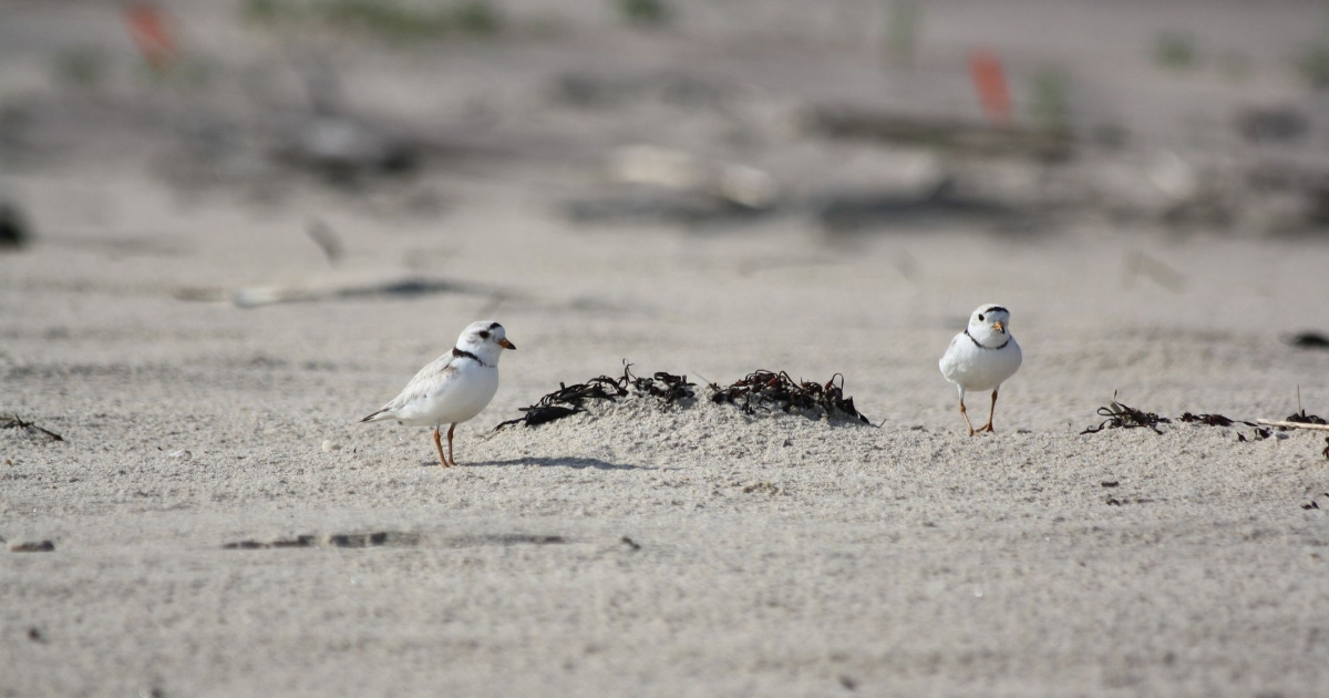 why do animals beach themselves