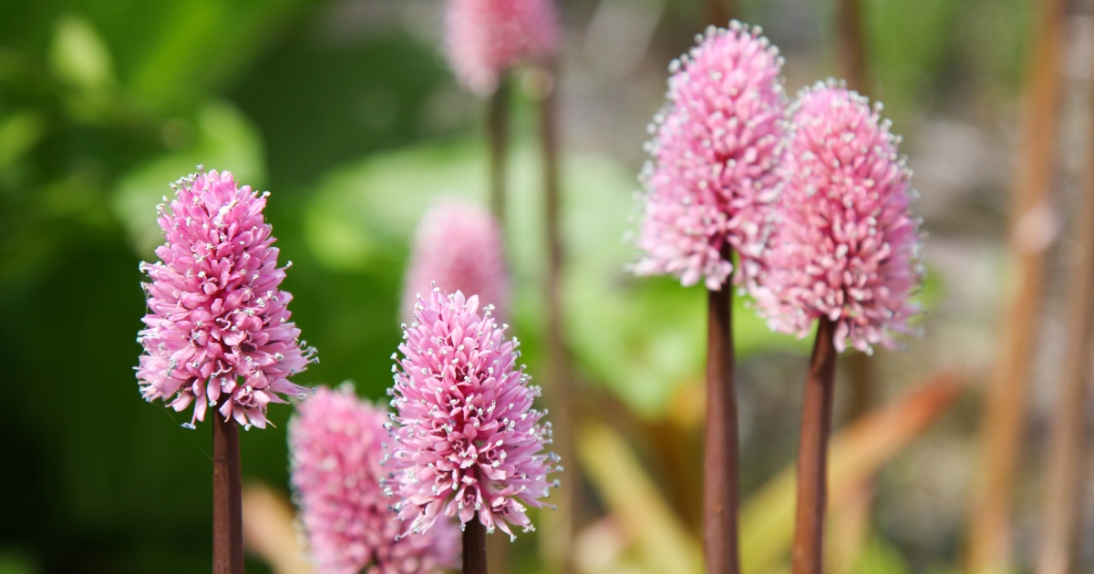 Swamp Pink (Helonias bullata) | U.S. Fish & Wildlife Service