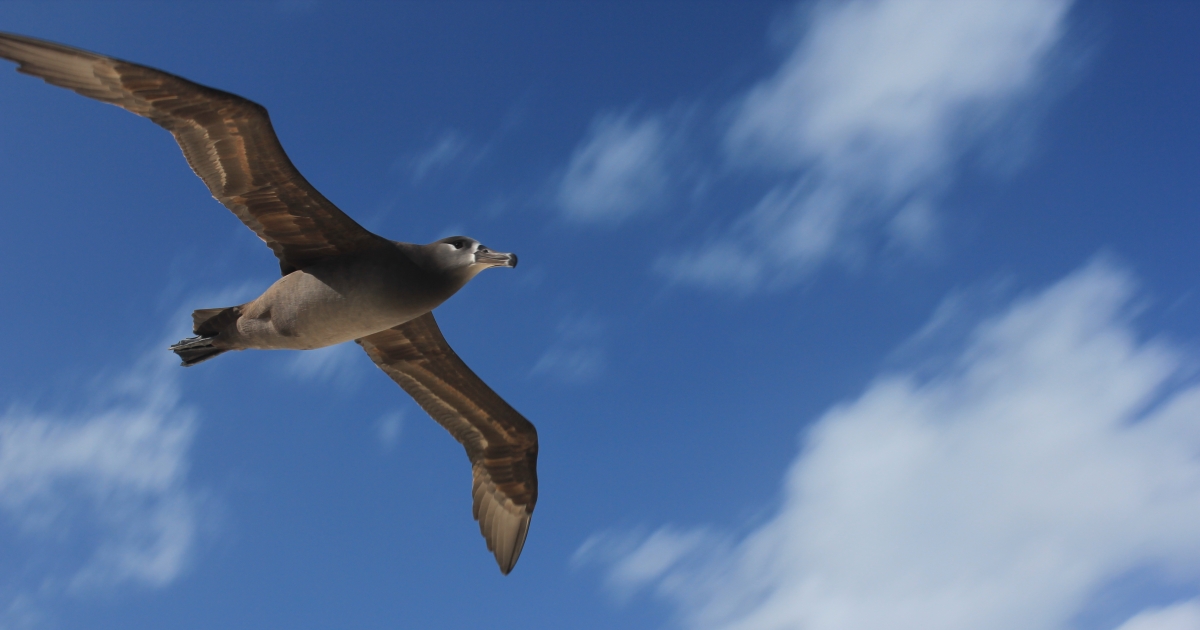 albatross flight range
