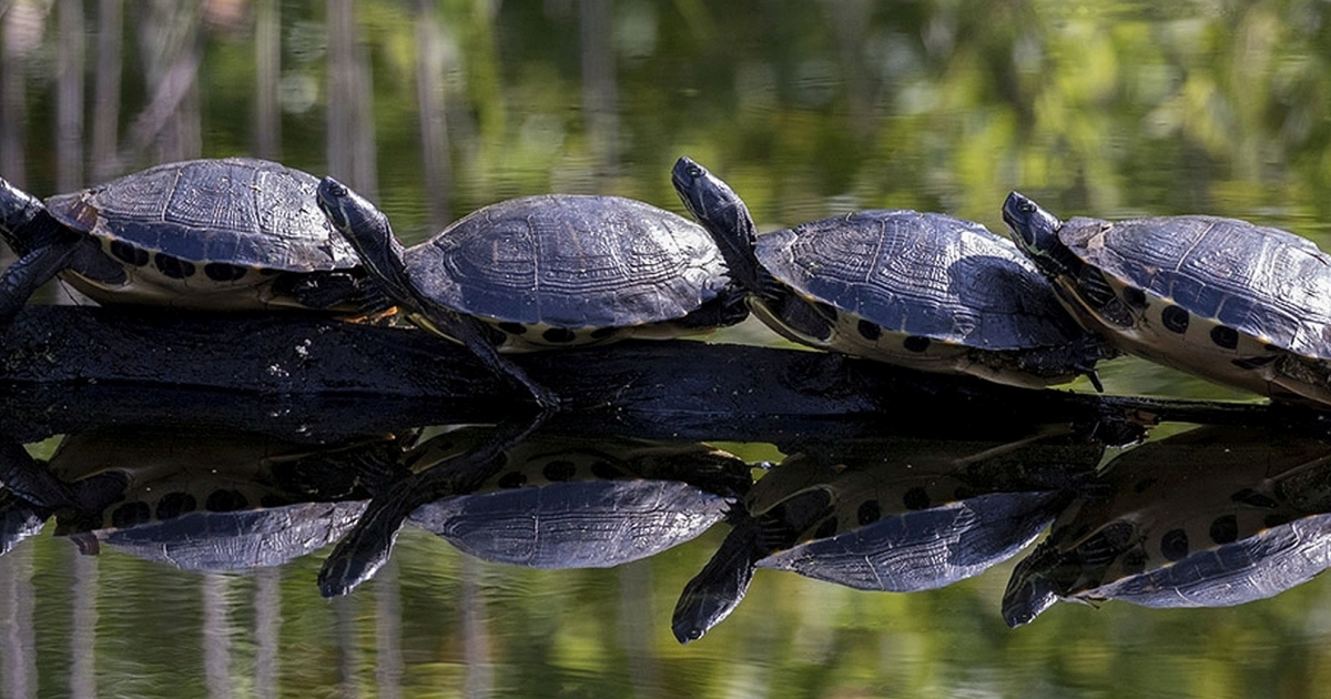 A Beginner’s Guide to the National Wildlife Refuge System | U.S. Fish ...
