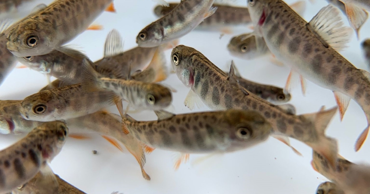 Nashua National Fish Hatchery | U.S. Fish & Wildlife Service