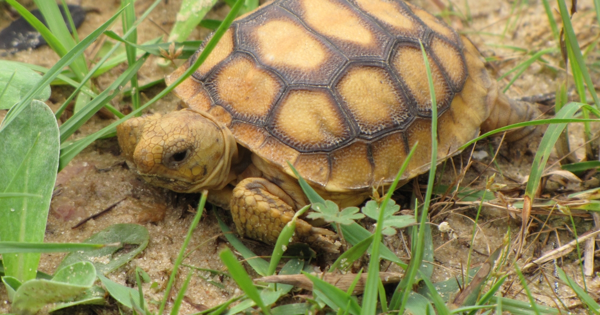 Gopher Tortoise (Gopherus polyphemus) | U.S. Fish & Wildlife Service