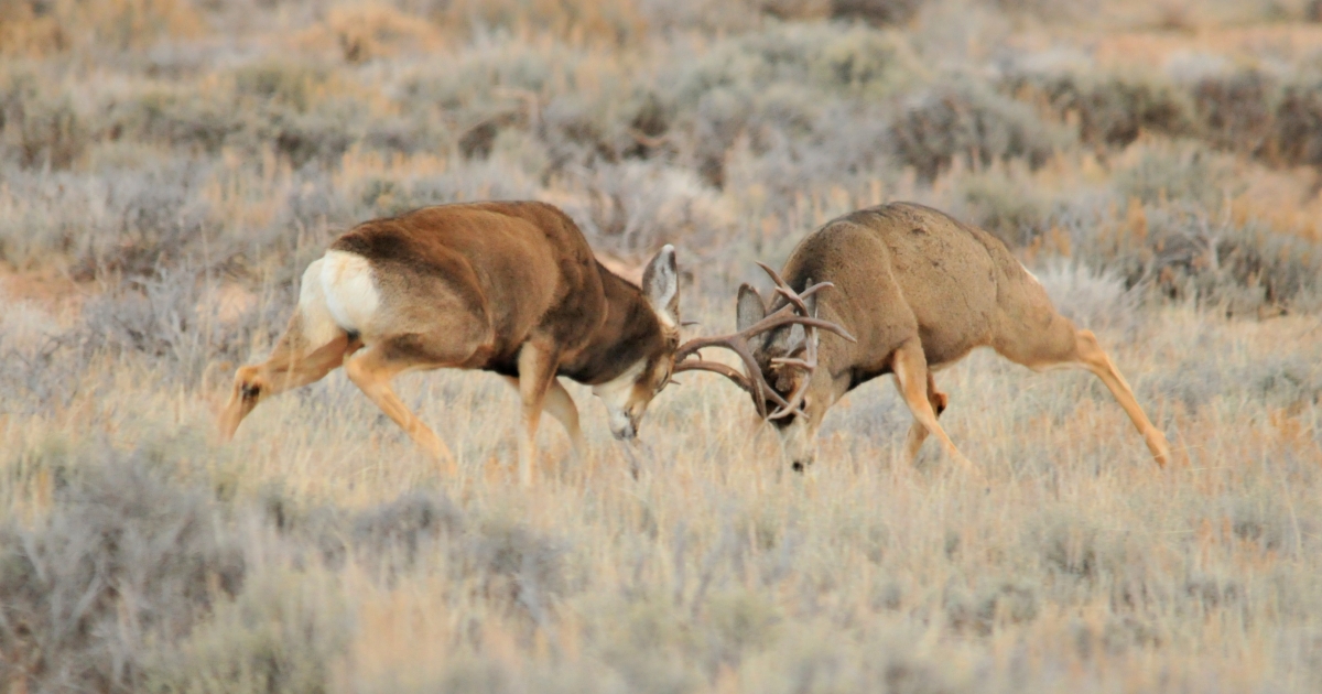 Mule Deer (Odocoileus hemionus) | U.S. Fish & Wildlife Service