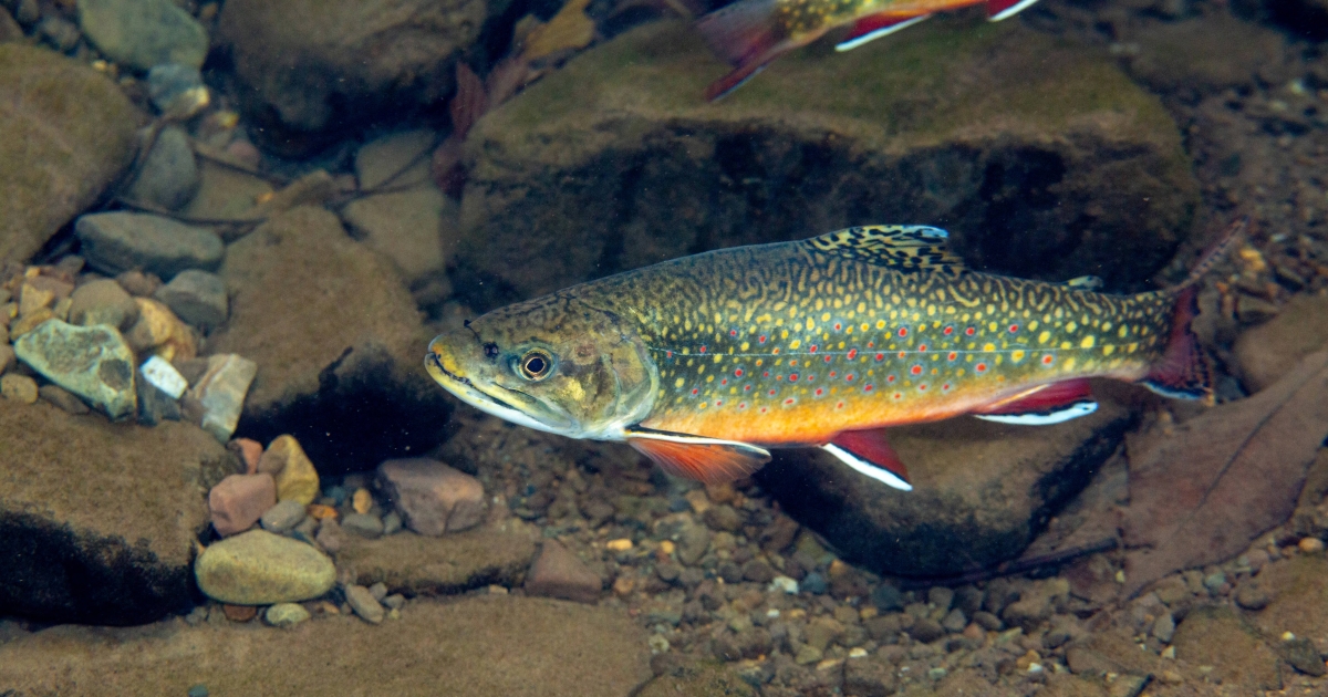 Brook Trout (Salvelinus fontinalis) | U.S. Fish & Wildlife Service