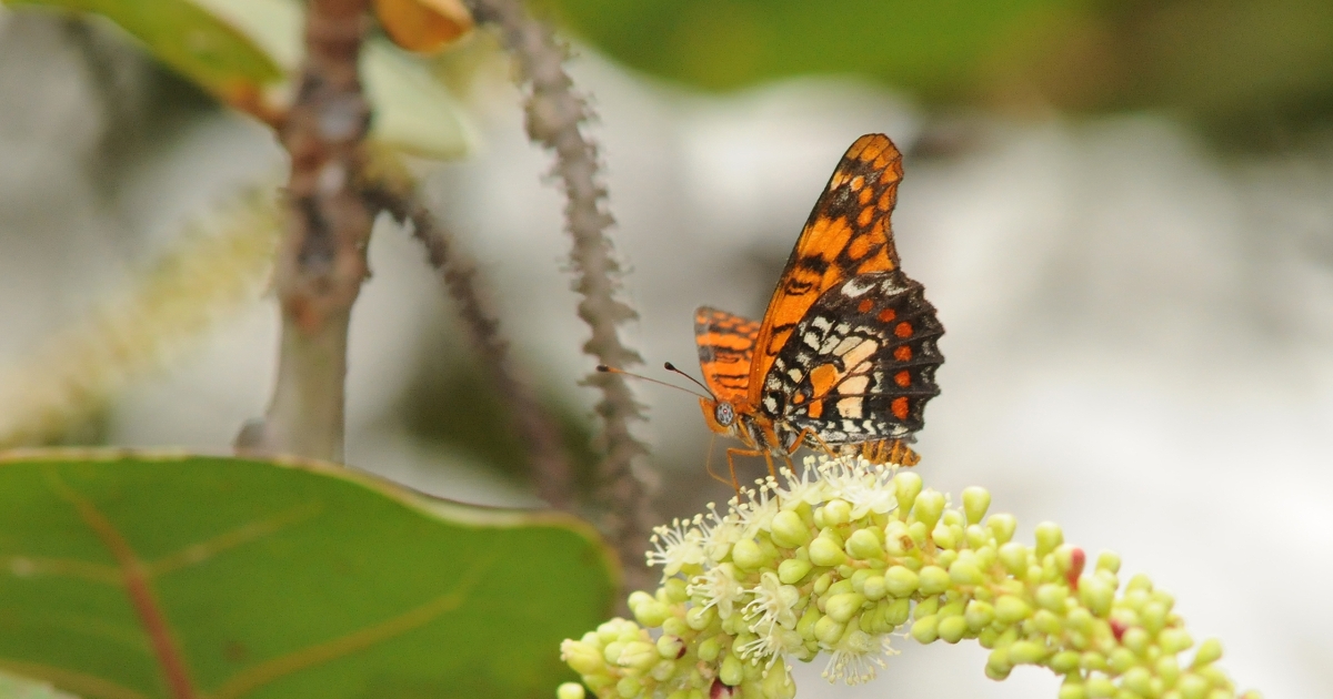 Puerto Rican Harlequin Butterfly (Atlantea tulita) | U.S. Fish ...