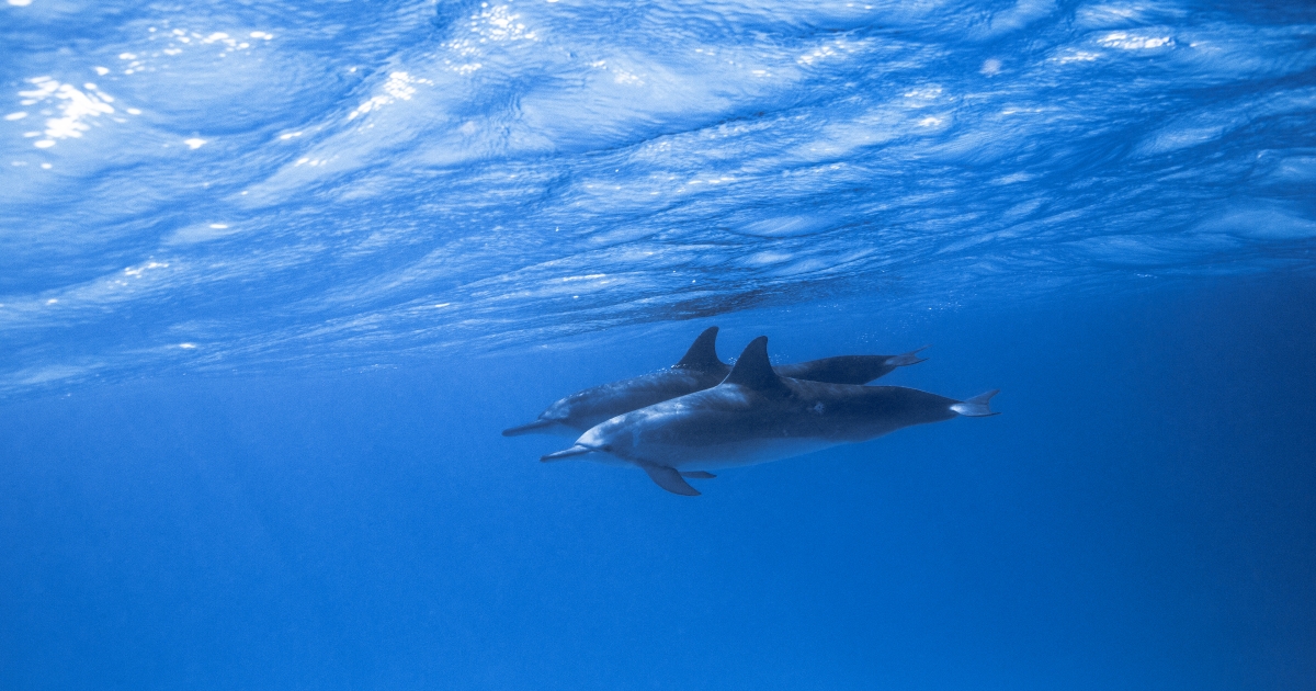 Wildlife Videos | U.S. Fish & Wildlife Service