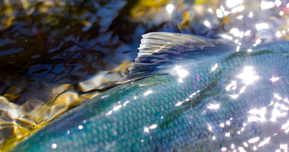 Buskin River Subsistence Fishery Temporary Special Action SA-9-SS-1-25 ...