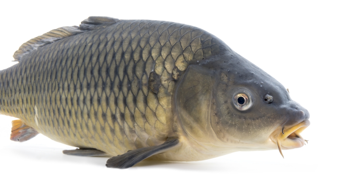 Funding Available for Tools and Projects that Eradicate Invasive ...