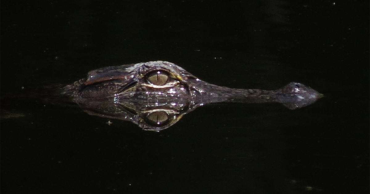 Lower Suwannee National Wildlife Refuge | U.S. Fish & Wildlife Service