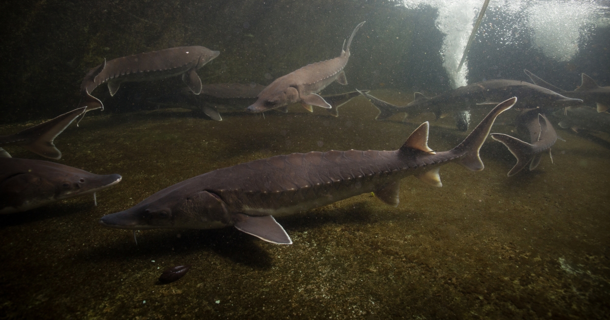 Atlantic Sturgeon Cooperative Tagging Program | U.S. Fish & Wildlife ...