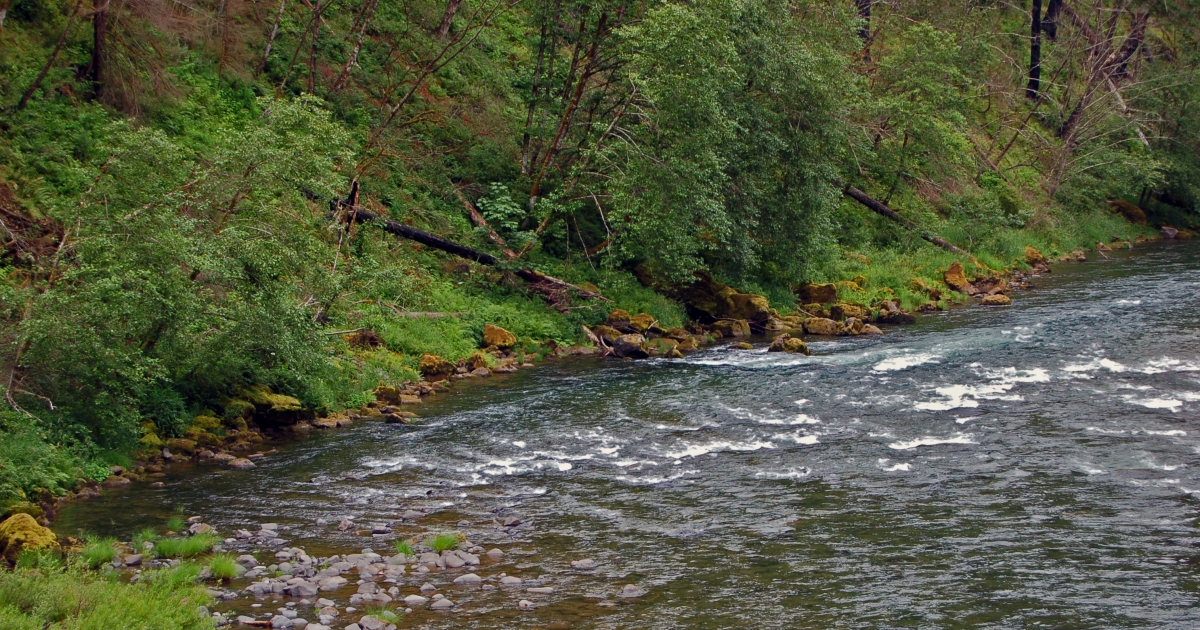 Clackamas River Bull Trout Reintroduction | U.S. Fish & Wildlife Service