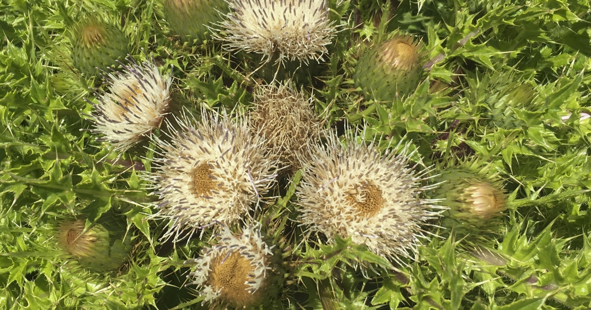 La Graciosa Thistle (Cirsium loncholepis) | U.S. Fish & Wildlife Service