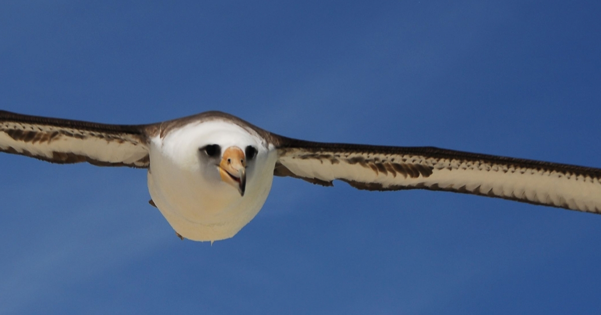 Refuge Animals From A to Z | U.S. Fish & Wildlife Service
