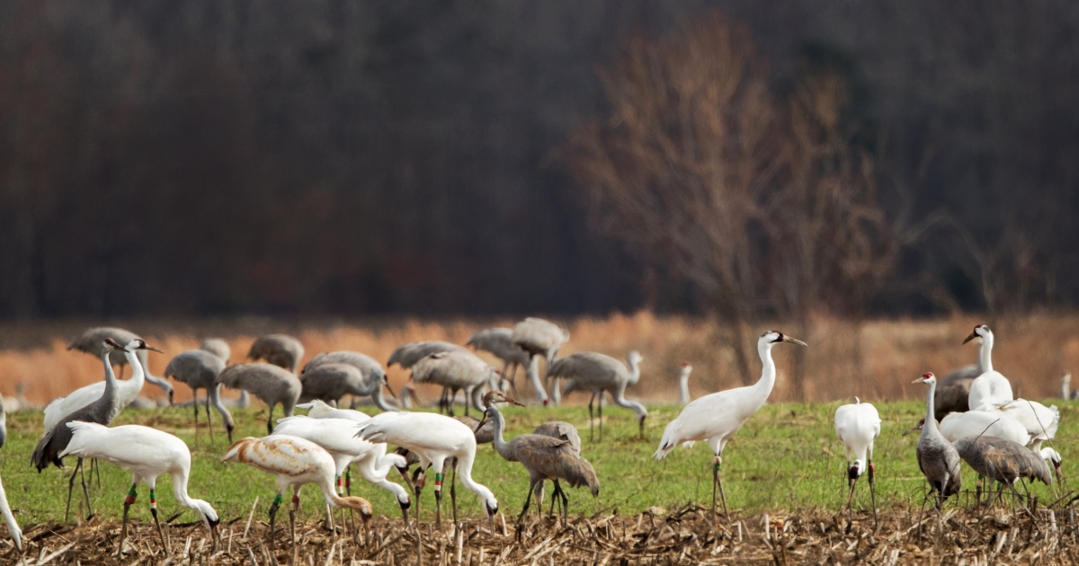 Wheeler National Wildlife Refuge | U.S. Fish & Wildlife Service