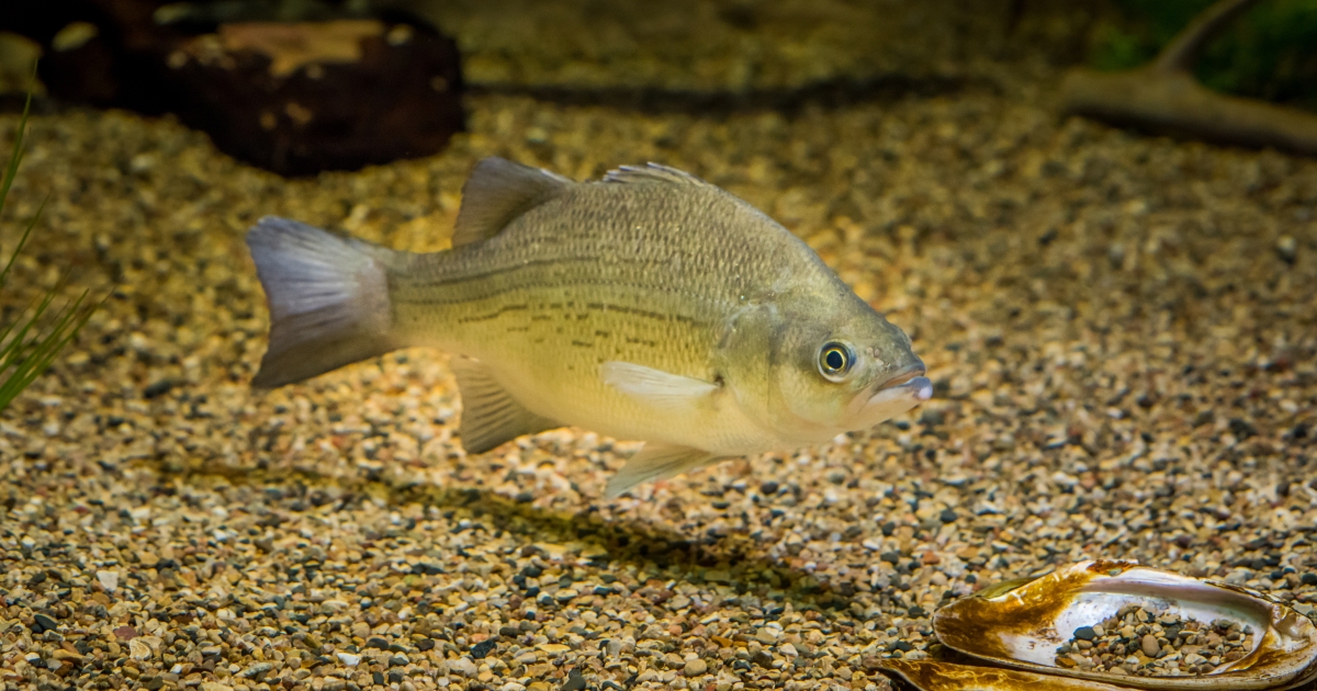 White Bass (Morone chrysops) | U.S. Fish & Wildlife Service