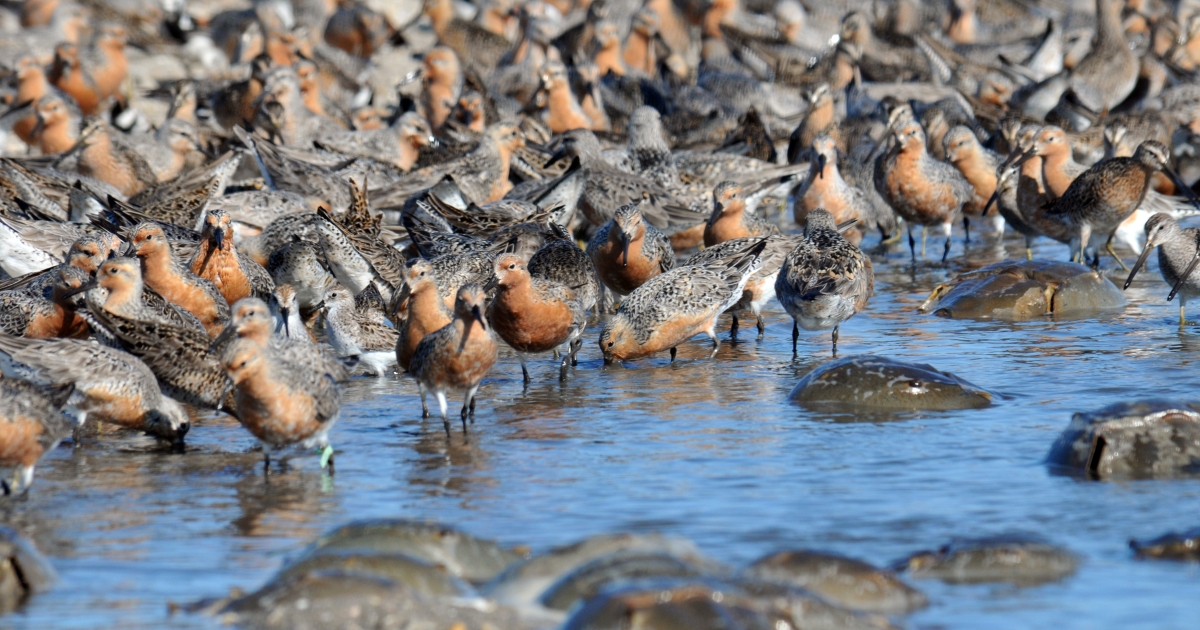Rufa Red Knot (Calidris canutus rufa) | U.S. Fish & Wildlife Service
