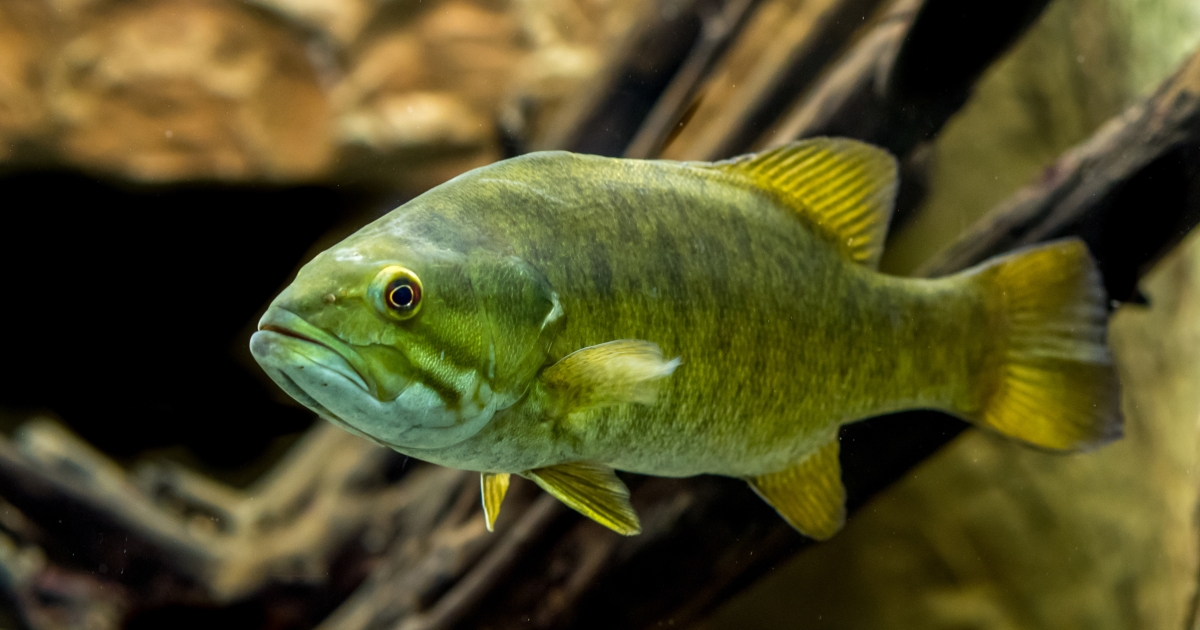 Smallmouth Bass (Micropterus dolomieui) | U.S. Fish & Wildlife Service