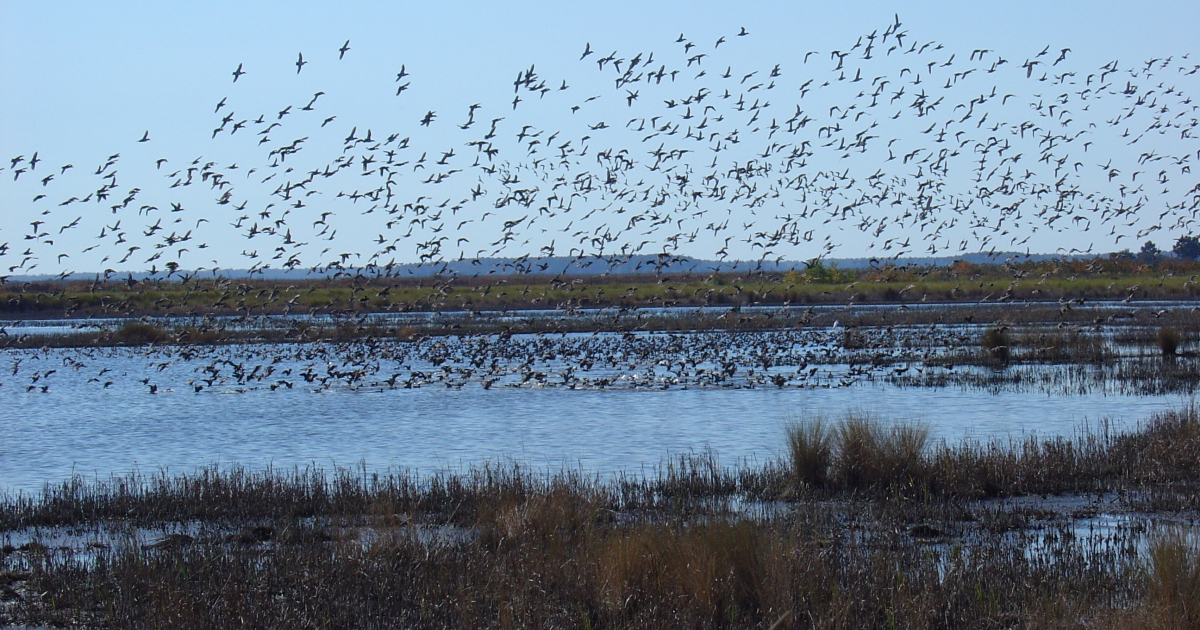 Waterfowl Population Status Reports | U.S. Fish & Wildlife Service