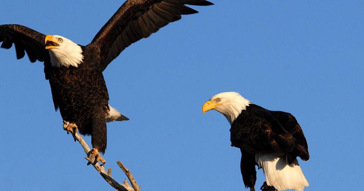 Eagle Rule | U.S. Fish & Wildlife Service