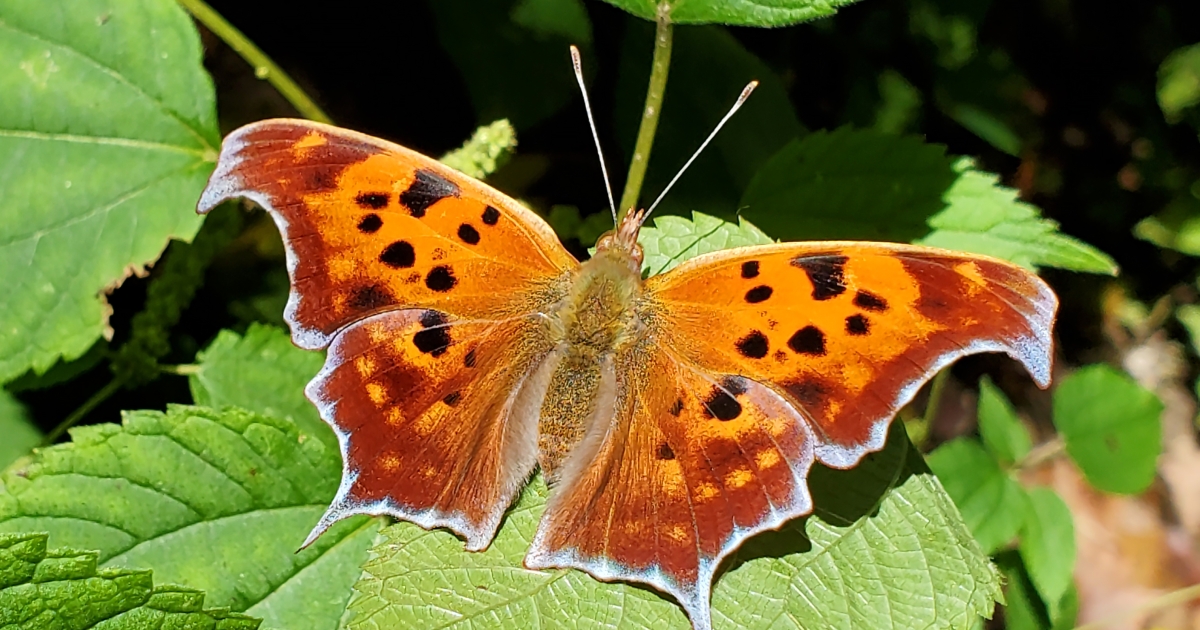 Letart Island | U.S. Fish & Wildlife Service
