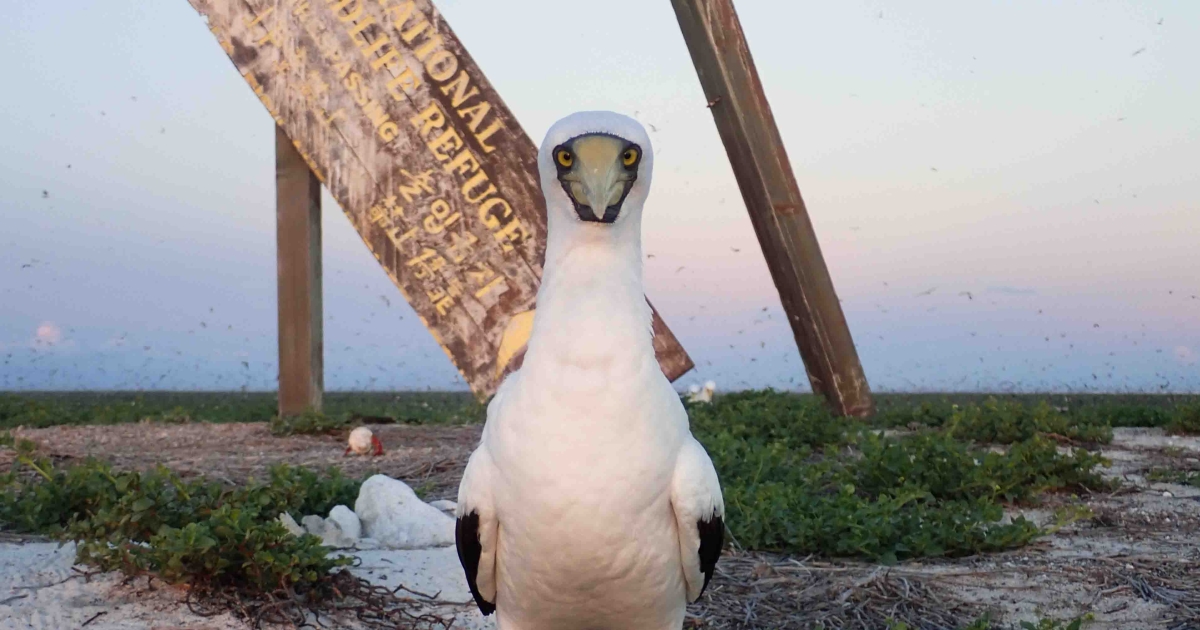 masked booby range