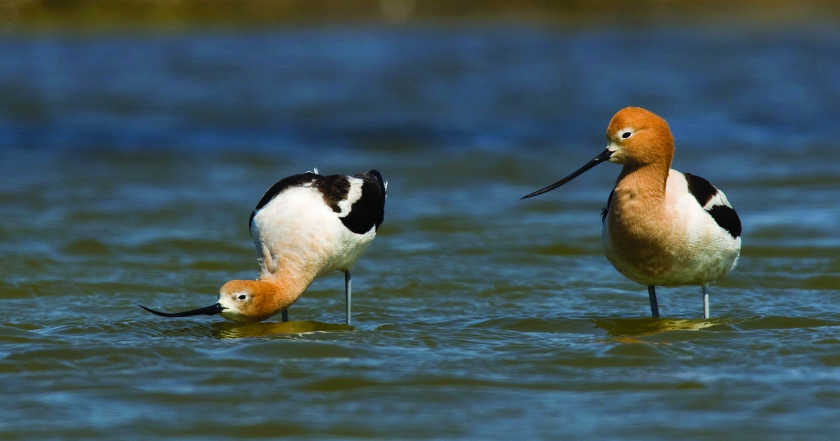 NCTC Video Gallery | U.S. Fish & Wildlife Service