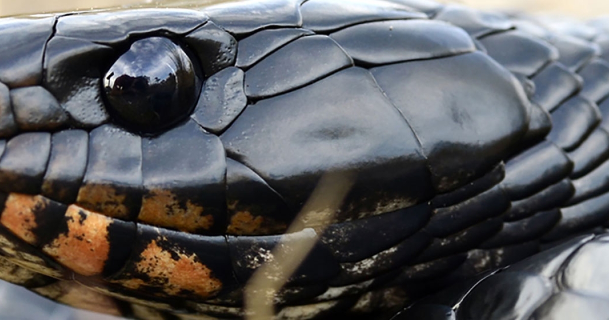 Eastern Indigo Snake Conservation | U.S. Fish & Wildlife Service