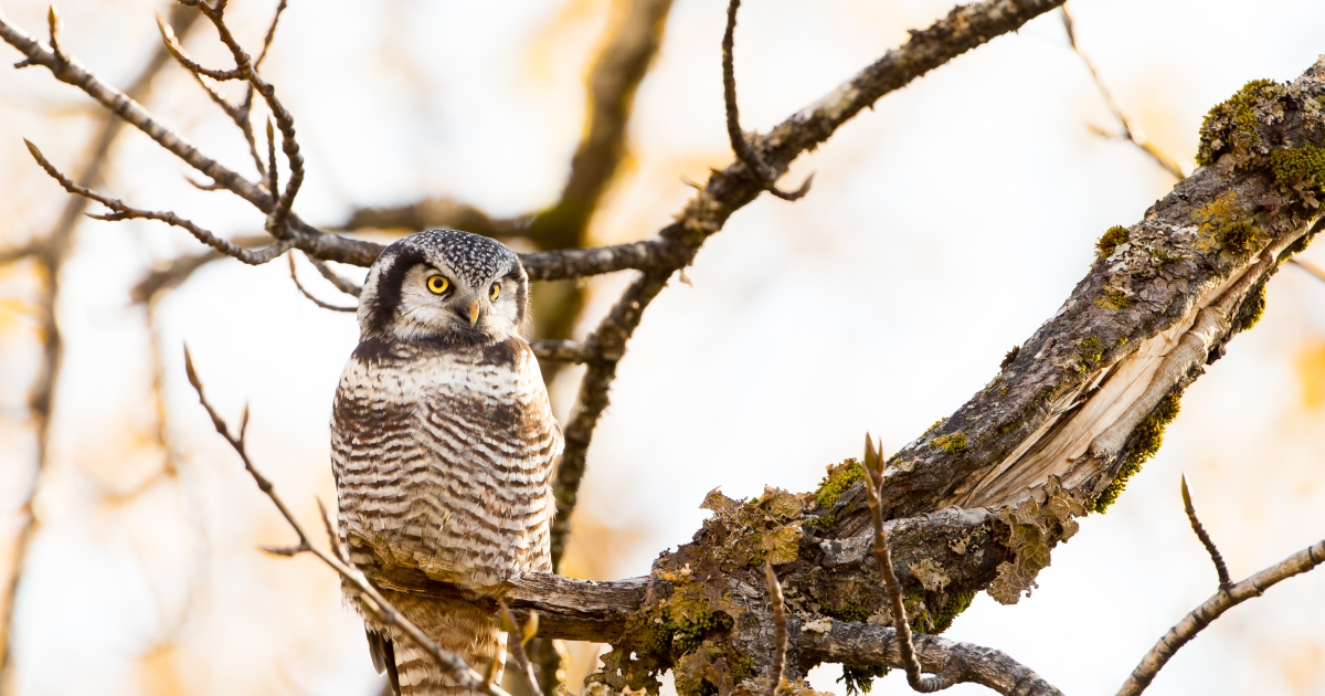 hawk owl range