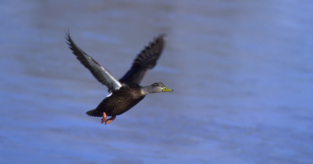 black duck resources