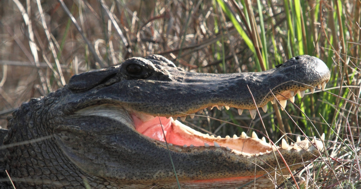 Yazoo National Wildlife Refuge | U.S. Fish & Wildlife Service