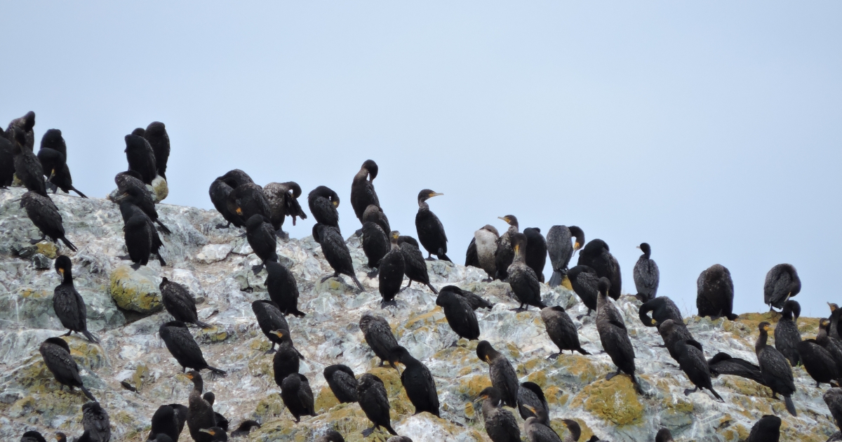 Expanding Management of Conflicts Associated with Double-crested ...