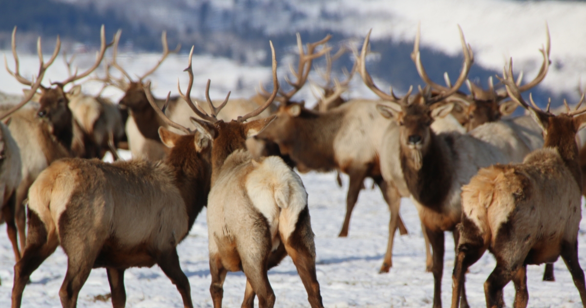 Where are the Elk? | U.S. Fish & Wildlife Service