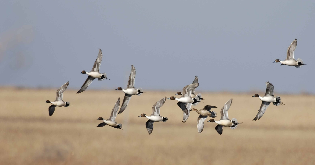 Bald Knob National Wildlife Refuge | U.S. Fish & Wildlife Service